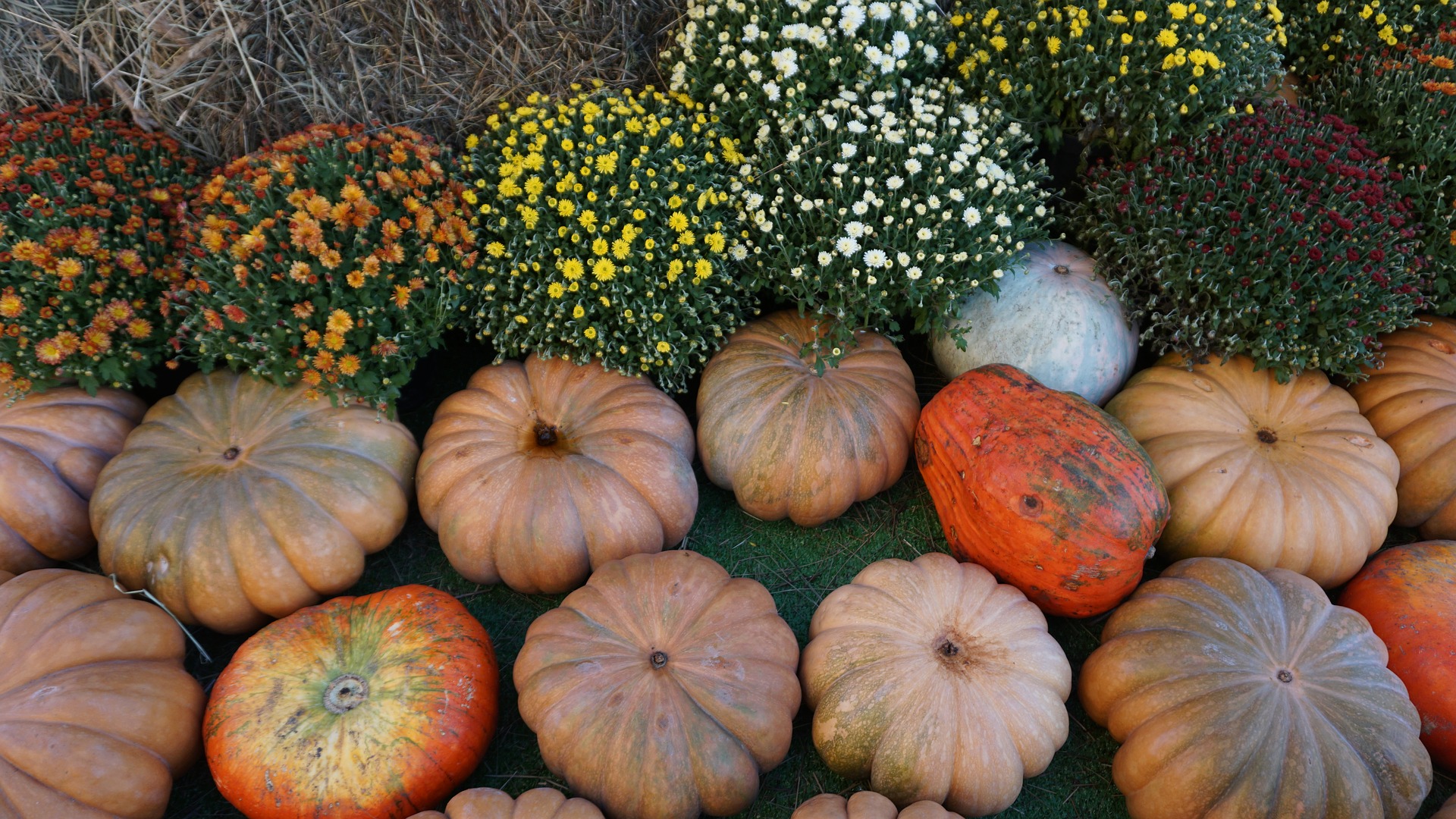 Fall Harvesting - Donaldson's Greenhouse