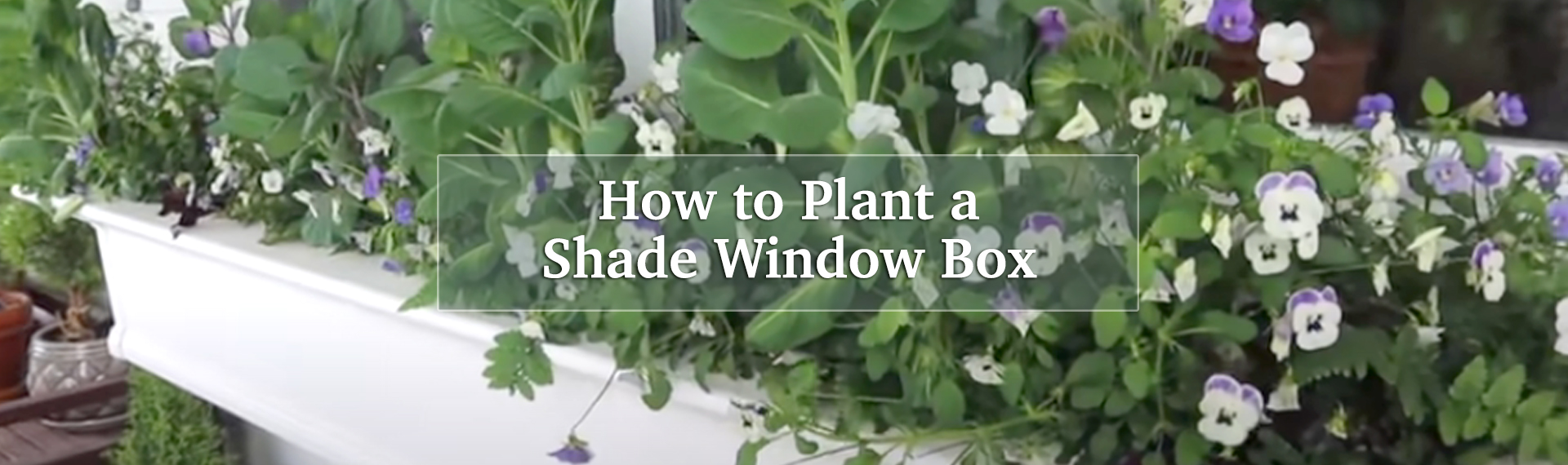 windowbox - Donaldson's Greenhouse