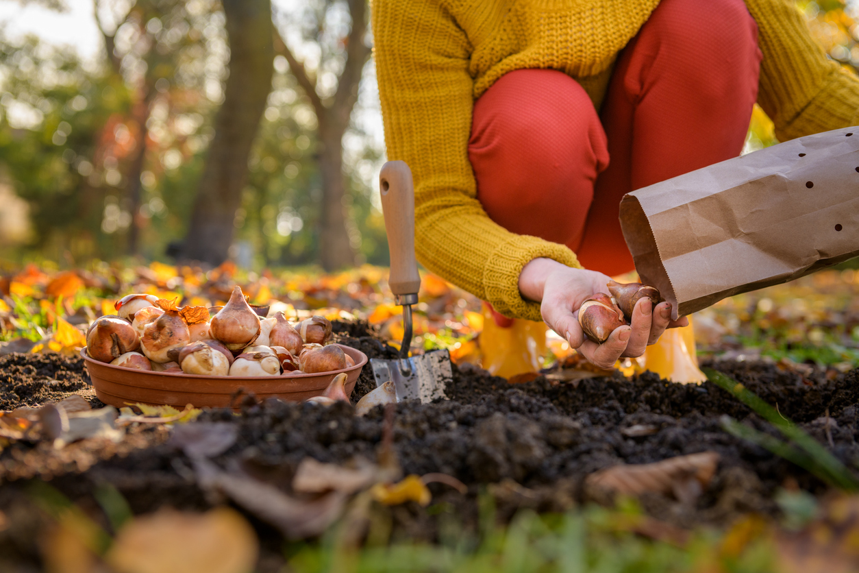 Fall Bulb Planting Guide: Tulips, Daffodils & Beyond - Donaldson's ...